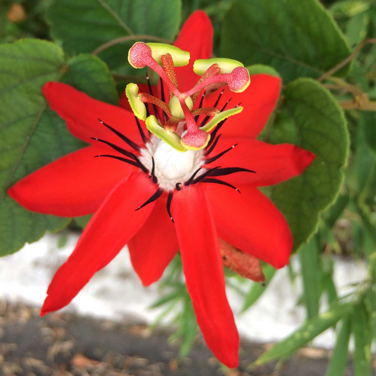 Annabel Candy interview "On the Second Brain" – The Embodied Present Process