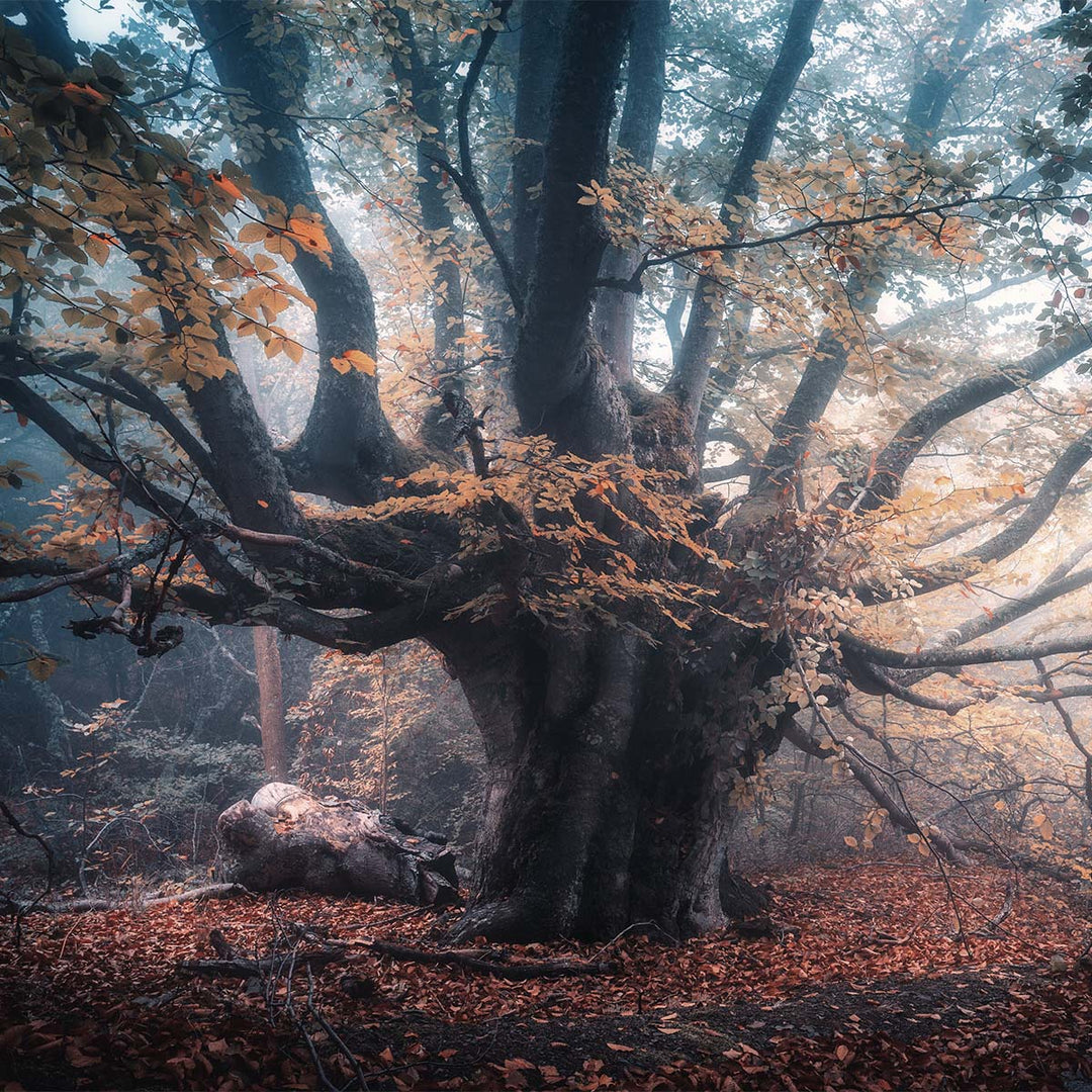 On Being – The Embodied Present Process