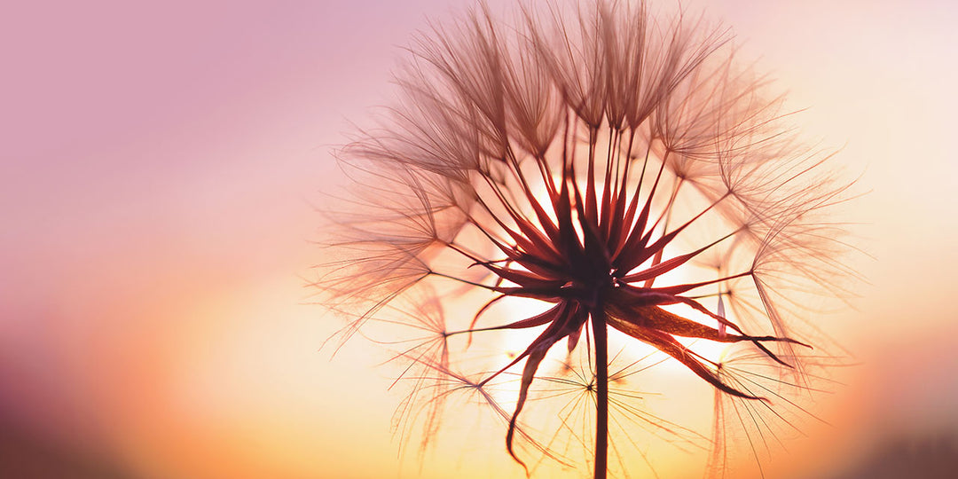 The Sun Magazine Interview - Out of Our Heads – The Embodied Present Process